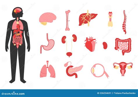 Human Internal Organs Stock Vector Illustration Of Respiratory 226254691
