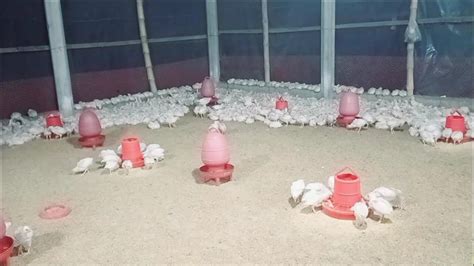 ব্রয়লার মুরগির বাচ্চা পালনে রোগ প্রতিরোধ ও পরিচর্যা পদ্ধতি মুরগির বৃদ্ধি নিশ্চিত করার টিপস ১১৯