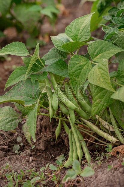 种植在露天田地的绿豆在农场种植有机蔬菜在露天田地种植绿豆素食主义者庄稼花园高清图片下载 正版图片307769524 摄图网