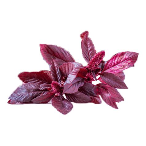 Organic Red Amaranth Leaves