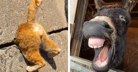 Funny Finalists Of The 2024 Comedy Pet Photography Awards