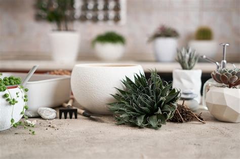 Premium Photo Aloe Aristata House Plant Rooted Cutting For Planting