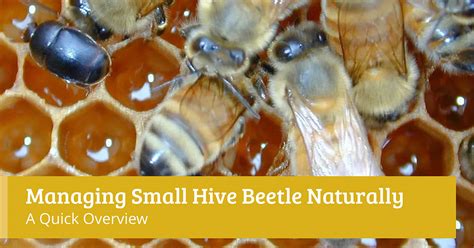 Managing Small Hive Beetle Naturally Quick Overview