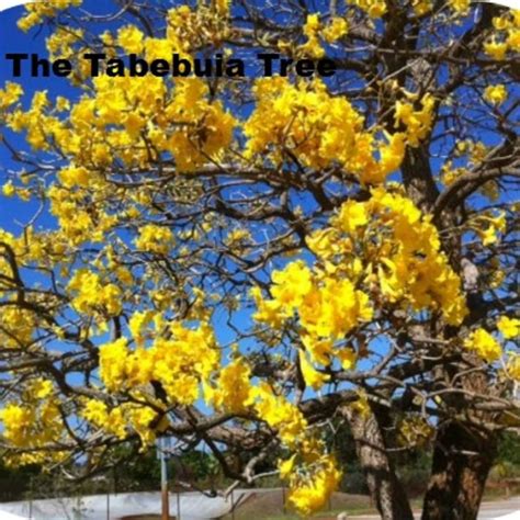 Discover The Beauty Of Trees With Yellow Flowers Expert Guide Updated May