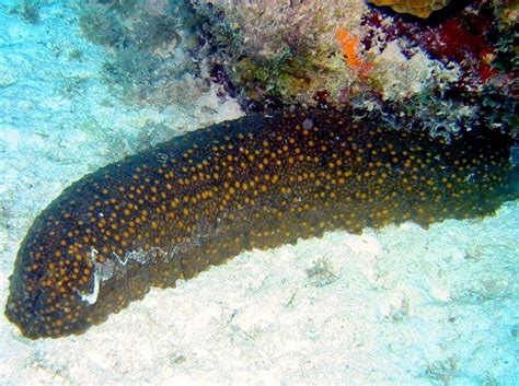 Sea Cucumber Ocean Treasures Memorial Library
