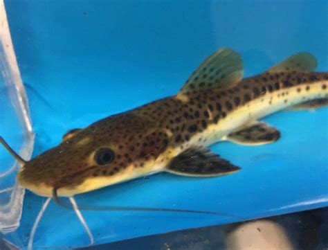 Hybrid Catfish For Sale Exotic Fish Shop 774 400 4598