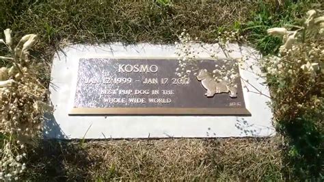 La Ilusión óptica Que Permite Ver El Fantasma Del Perro Kosmo En Su