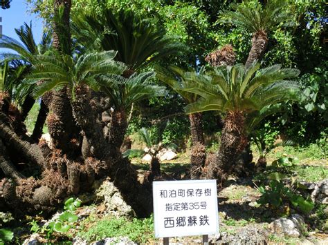 シーワールドトラベル 山田海陸航空 サービス施設 【公式】沖永良部島観光サイト「おきのえらぶ島の旅」