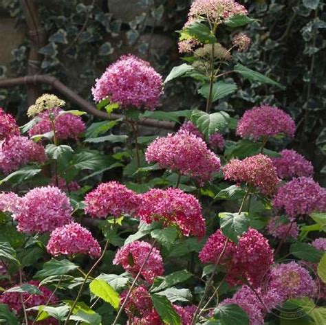 Гортензия древовидная Белла Анна (Hydrangea arborescens Bella Anna ...