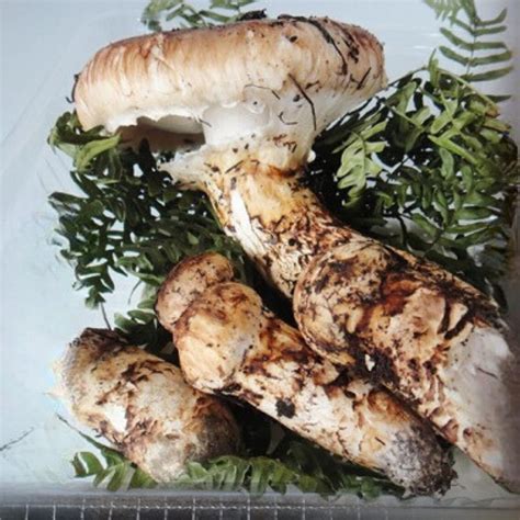 Amazon 越戸商店｜松茸 国産 岩手県産 【訳あり】200g まつたけ マツタケ 三陸 新鮮 秋の味覚 贈答品 ギフト 越戸商店