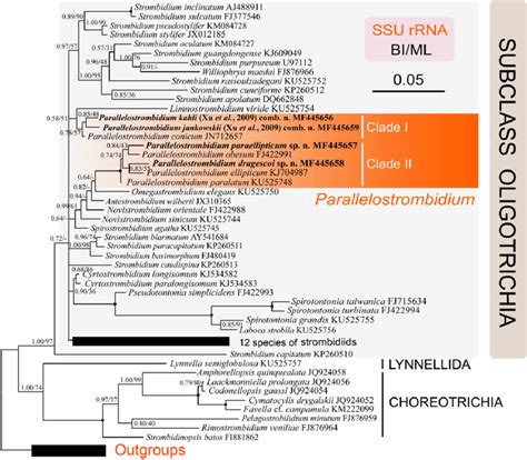 Bayesian Inference Tree Inferred From Ssu Rrna Gene Sequences Download Scientific Diagram