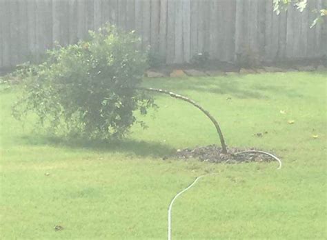 Understanding Tree Girdling Its Affects And How To Prevent It