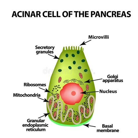 Acinar Cell Of The Pancreas Acinus Infographics Stock Vector