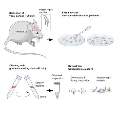Superior Cervical Ganglion Mouse