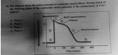 26 The Diagram Shows The Action Potential Of Ventricular Muscle Fibers