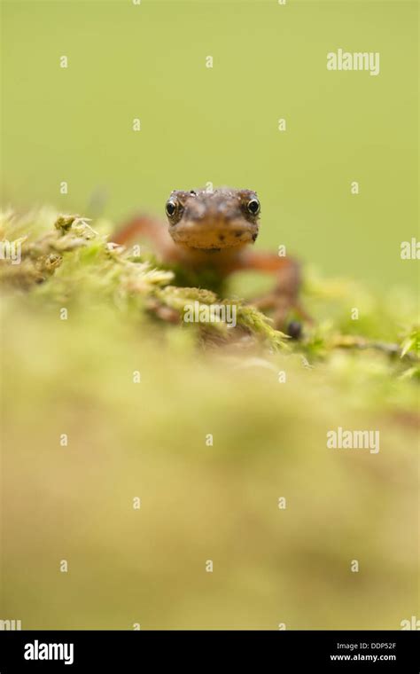 Eye Of Newt Hi Res Stock Photography And Images Alamy