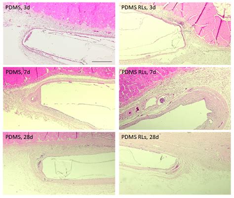 Representative Photomicrographs Of The Histological Tissue Sections