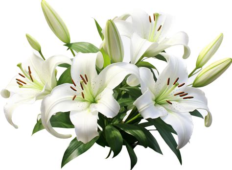 Lily Png With Ai Generated 30570355 Png