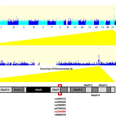 Manhattan Plot Of The Gwas Of The Discovery Cohort Comprising 631