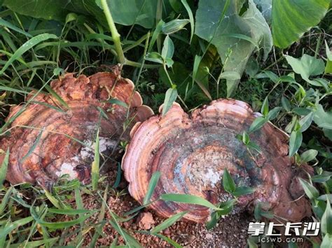 长沙这个地方惊现大量野灵芝 手机新浪网