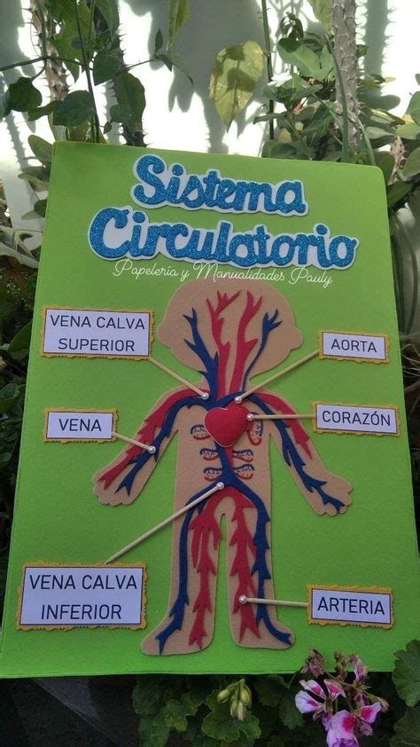 Dibujos Del Sistema Circulatorio