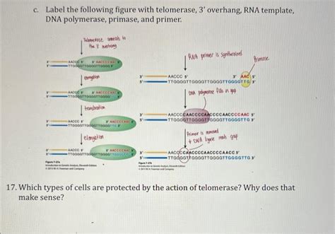 Solved C Label The Following Figure With Telomerase 3