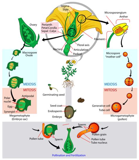 2632 Angiosperm Life Cycle Biology Libretexts