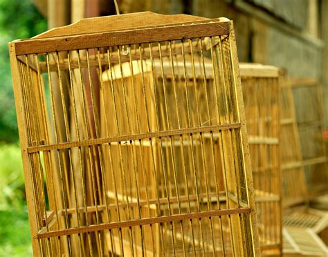 Bird Cage Free Photo On Pixabay Pixabay