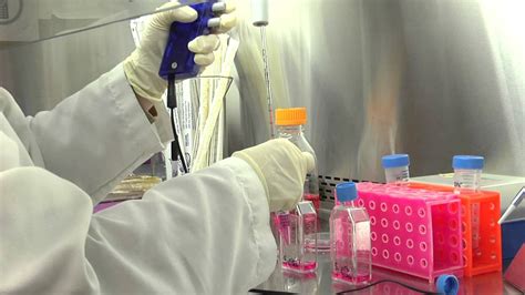 Labster Cell Culture Basics At Charlotte Armour Blog