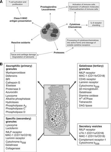 Mediators And Enzymes Released By Neutrophils Flashcards Quizlet