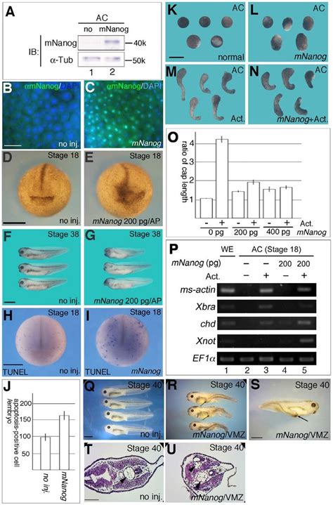 Mesodermal Tissues Were Induced By Mnanog Mrna Injection A Detection