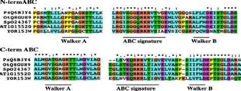 Amino Acid Alignment Of The Abc Domains Of Pdr1p Its Closest