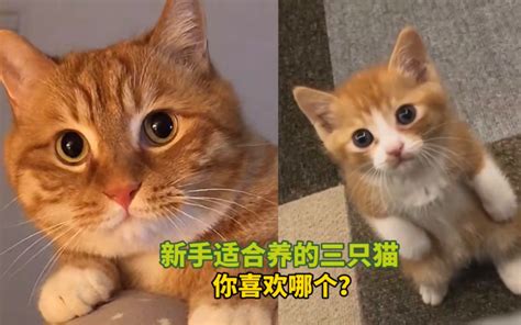 《新手适合养的三只猫》你喜欢哪个？ 宠物家庭1 宠物家庭1 哔哩哔哩视频