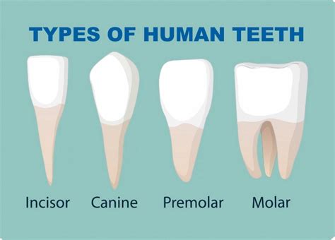 🦷Колко зъба имат хората