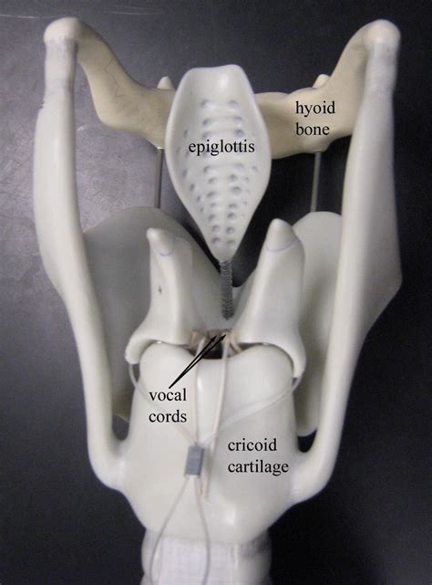 Larynx Posterior Model Speech Pathology Speech Therapy Anatomy
