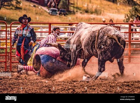 A Rodeo Clown Or Bullfighter Entertains The Crowd At A Rodeo By Teasing