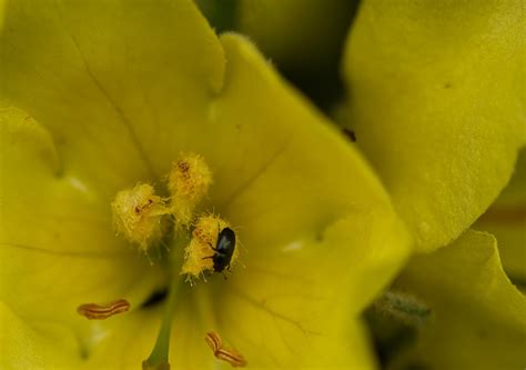 Mullein Kuning Bunga Foto Gratis Di Pixabay Pixabay