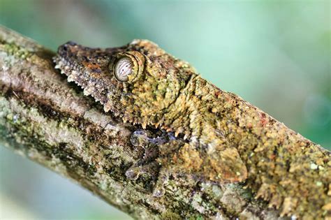Backyard Animal Poop Identification A Complete Guide For 2024 A Z