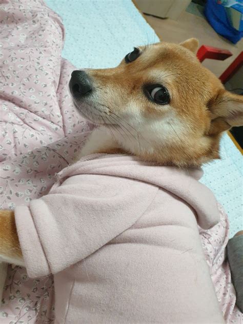 시바견 사진 대량 방출 유머 움짤 이슈 에펨코리아