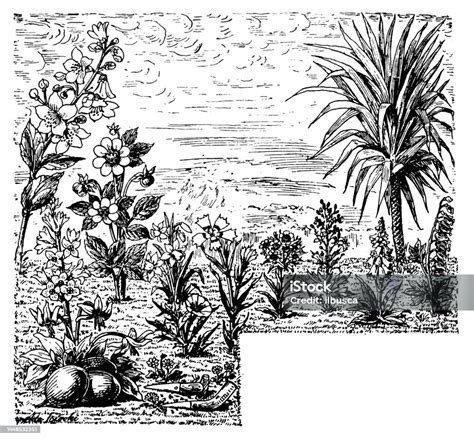 Antique Engraving Illustration Plant Background Stock Illustration