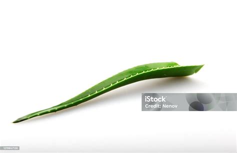 알로에 베라 식물 흰색 배경에 고립 알로에 베라는 알로에 속의 즙이 많은 식물 종입니다 농약용도로 재배 0명에 대한 스톡 사진