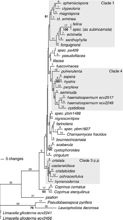 One Of 290 Most Parsimonious Trees Based On The Lsu Data Set Download Scientific Diagram