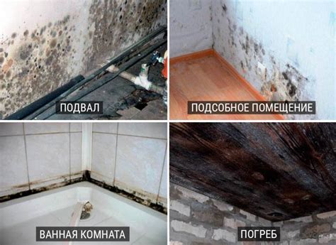 Как избавиться от плесени на стенах в квартире и доме навсегда