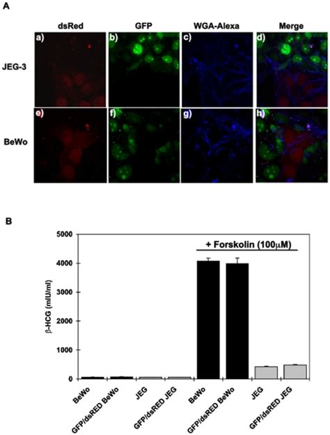 A Fusogenic Bewo And Non Fusogenic Jeg 3 Human Choriocarcinoma