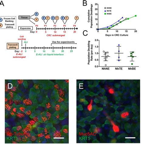 Expansion And Differentiation Of Non Cf And Cf Nasal Epithelial Cells