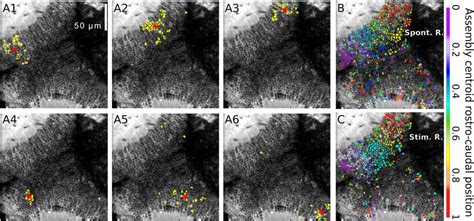 Spontaneously Emerging Neuronal Assemblies A1 6 Topographies Of Download Scientific
