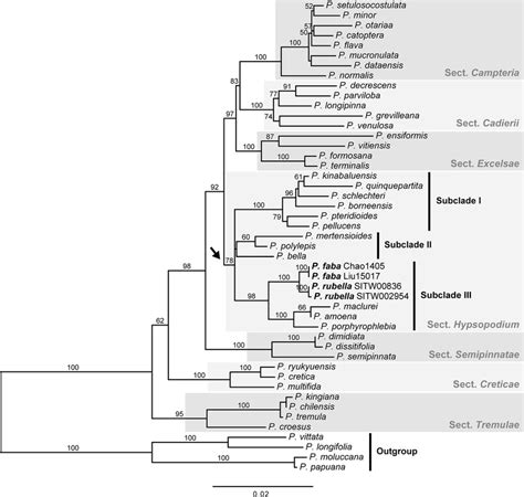 Maximum Likelihood Ml Phylogenetic Tree Of Pteris Faba And Pteris