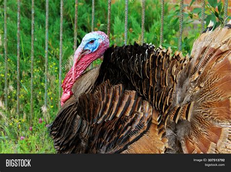 Portrait Turkey Male Image And Photo Free Trial Bigstock