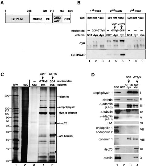 Identification Of Proteins That Interact Specifically With Dynamin A