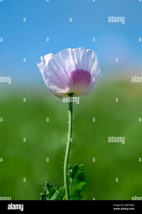 Beautiful Pale White And Pink Opium Poppy Standing Tall Against A